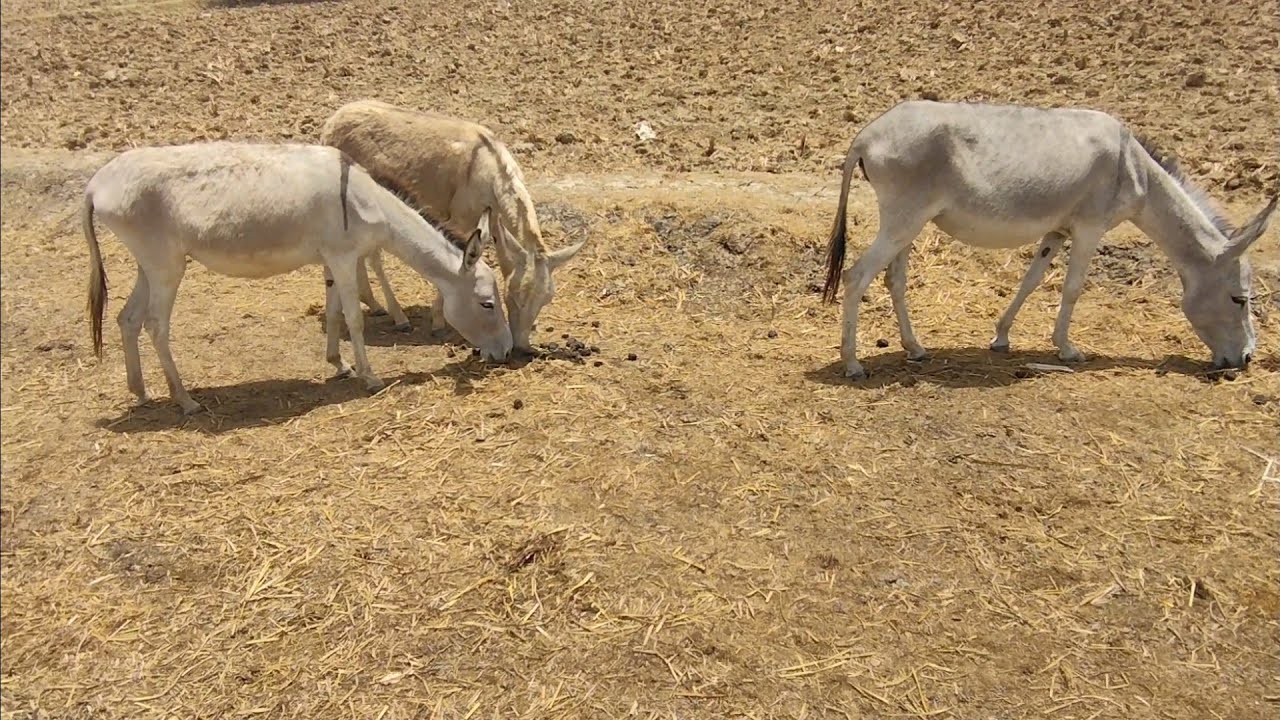 Three white donkeys looking after the dry grass. Life of Donkeys They ...