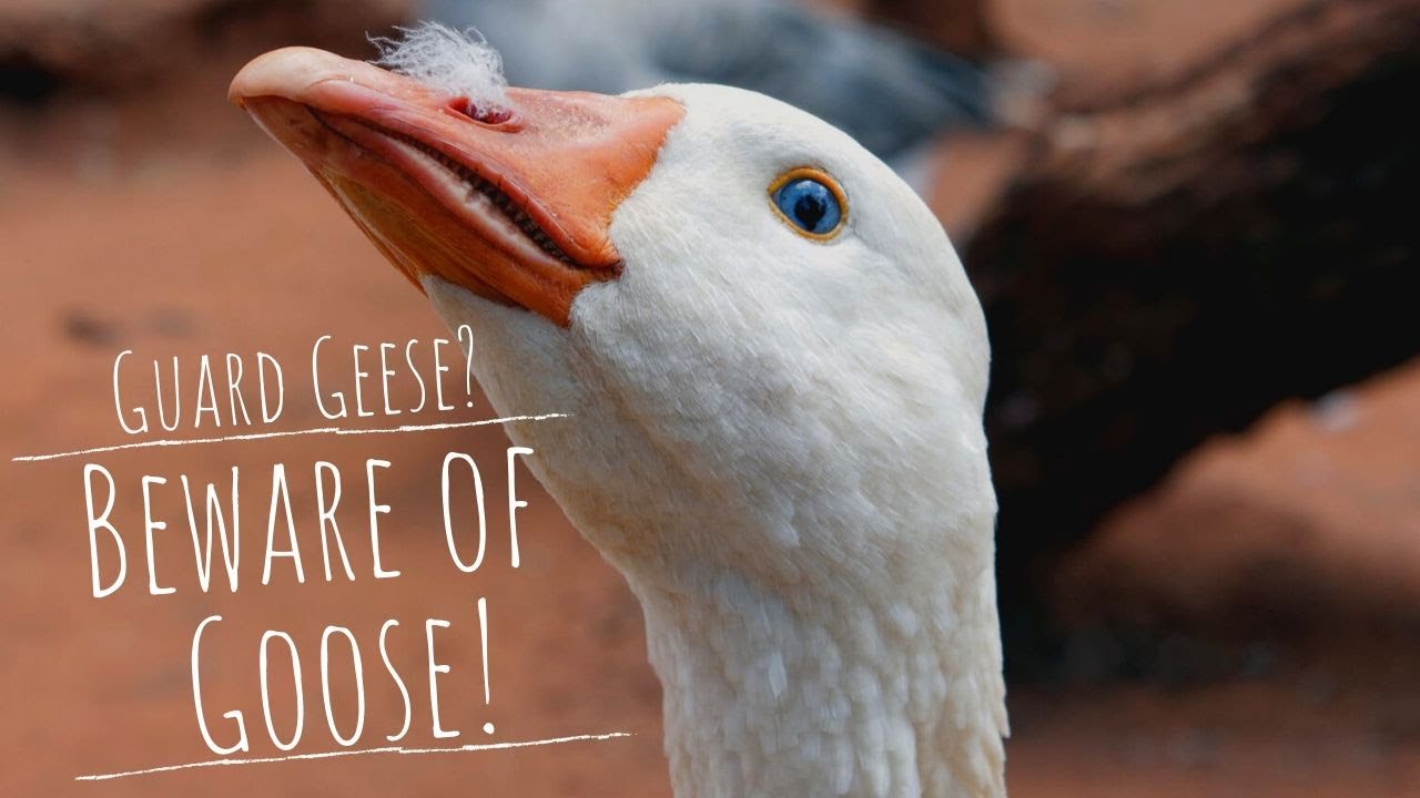 Guard Geese | Off Grid Homestead Cabin - YouTube