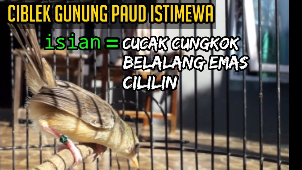 ciblek gunung isian cucak cungkok belalang emas dan cililin - YouTube