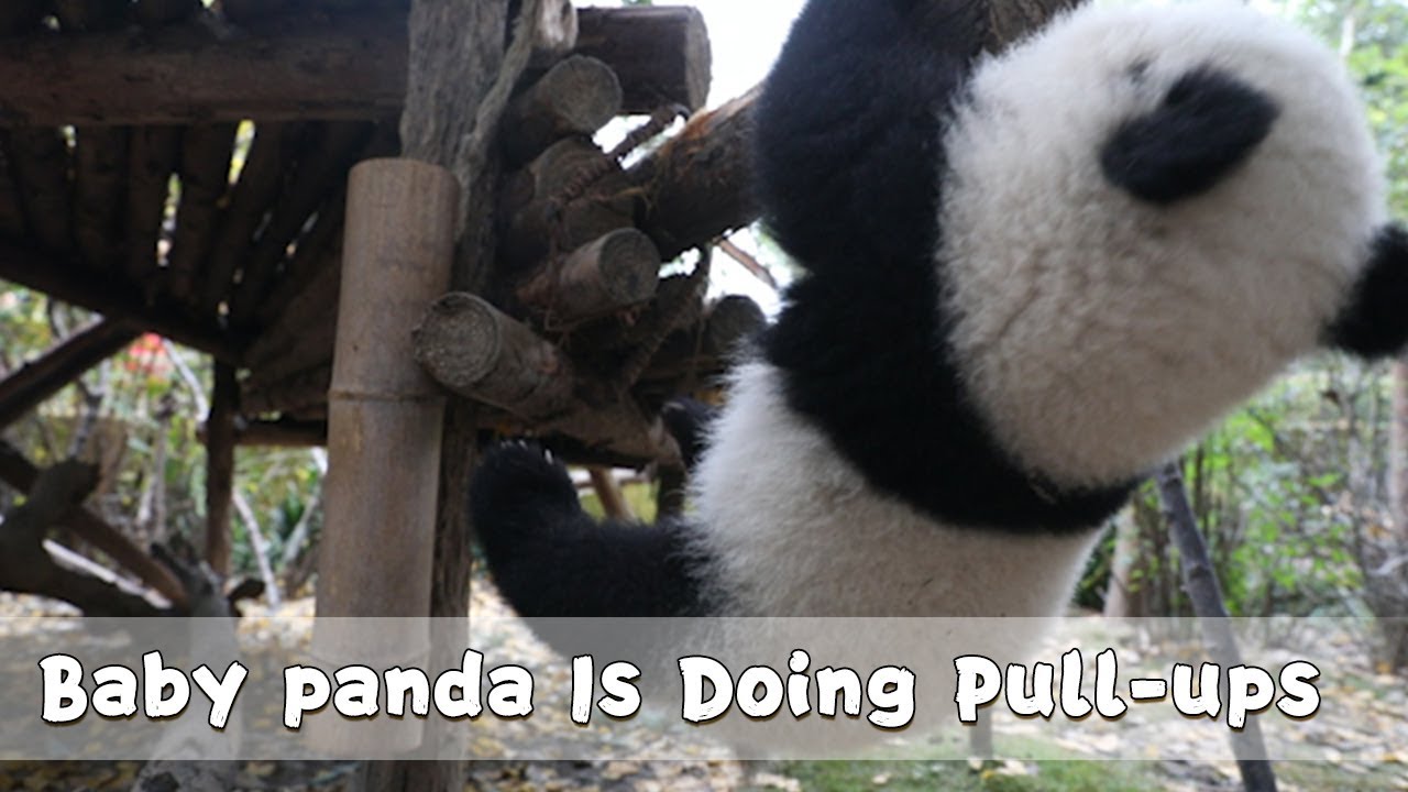 Baby panda Is Doing Pull-ups | iPanda - YouTube