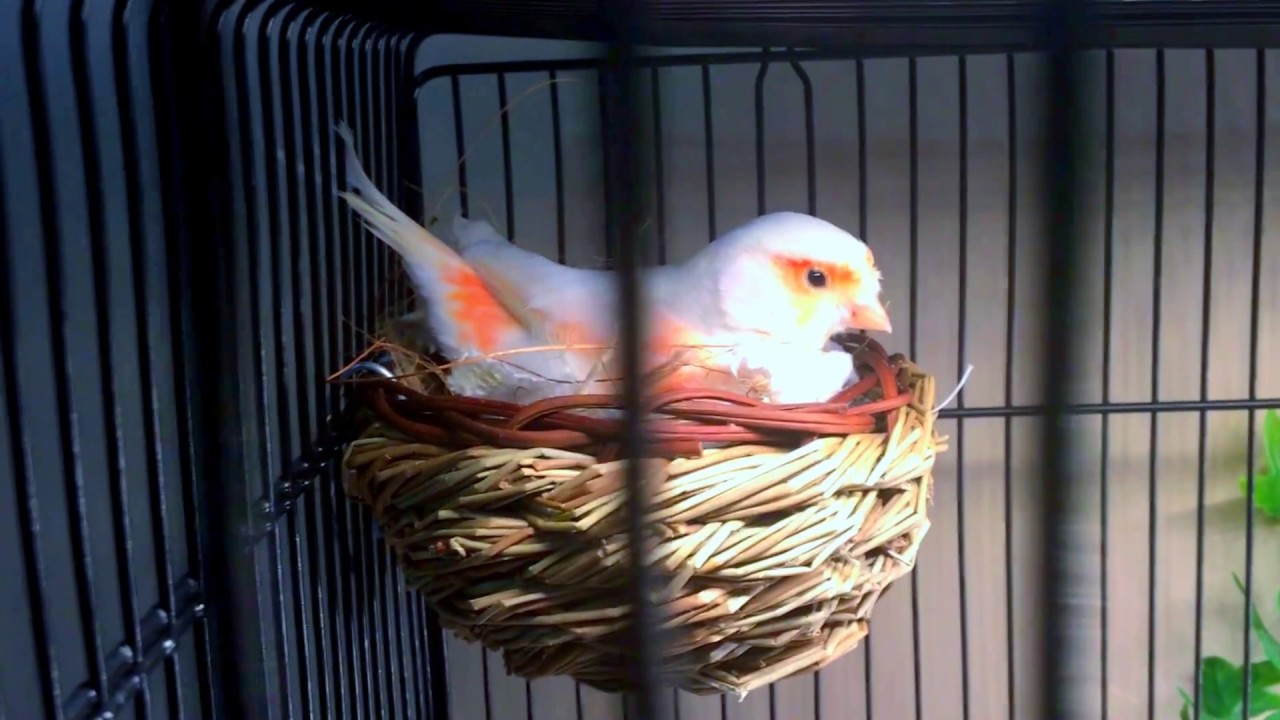 2017 Red Mosaic Canaries Breeding Log #1 - YouTube
