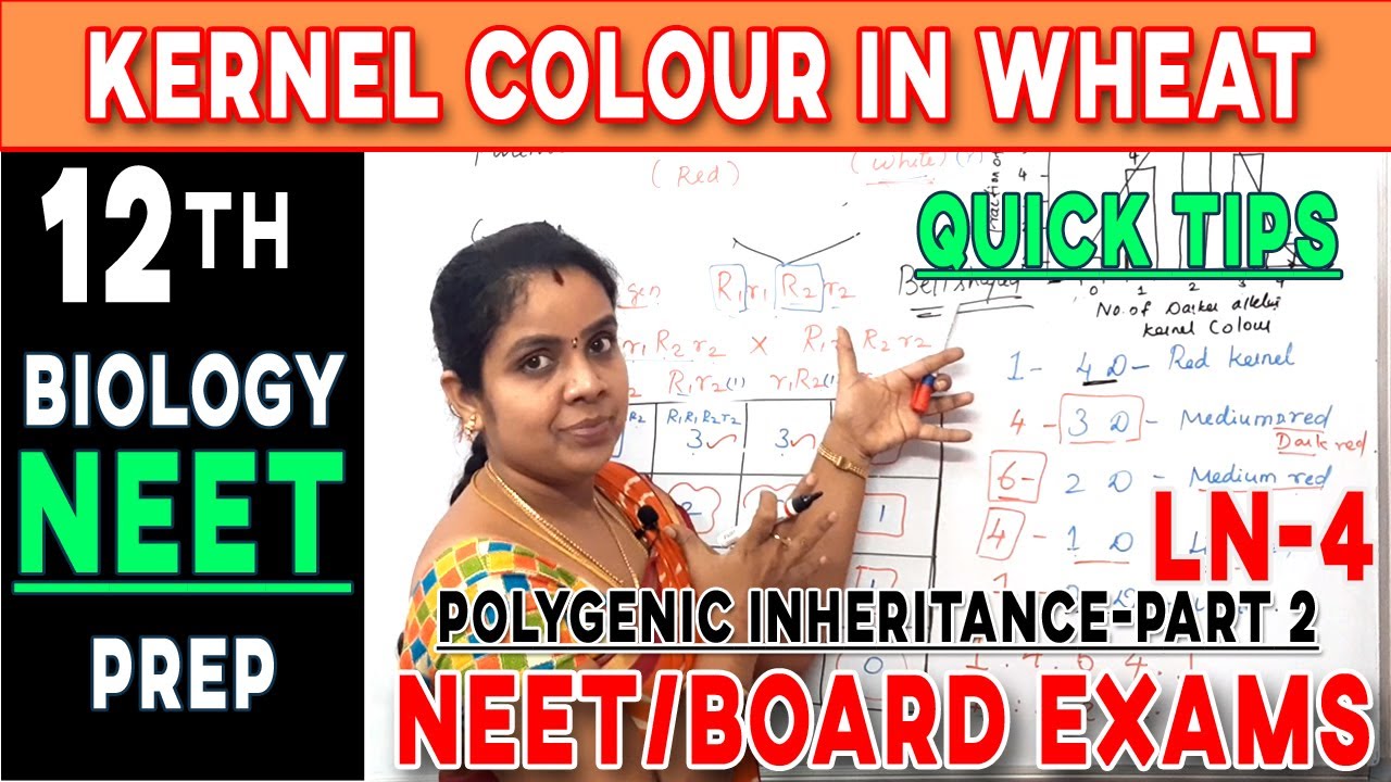 Polygenic inheritance |Kernel colour in wheat| 12 th biology - YouTube