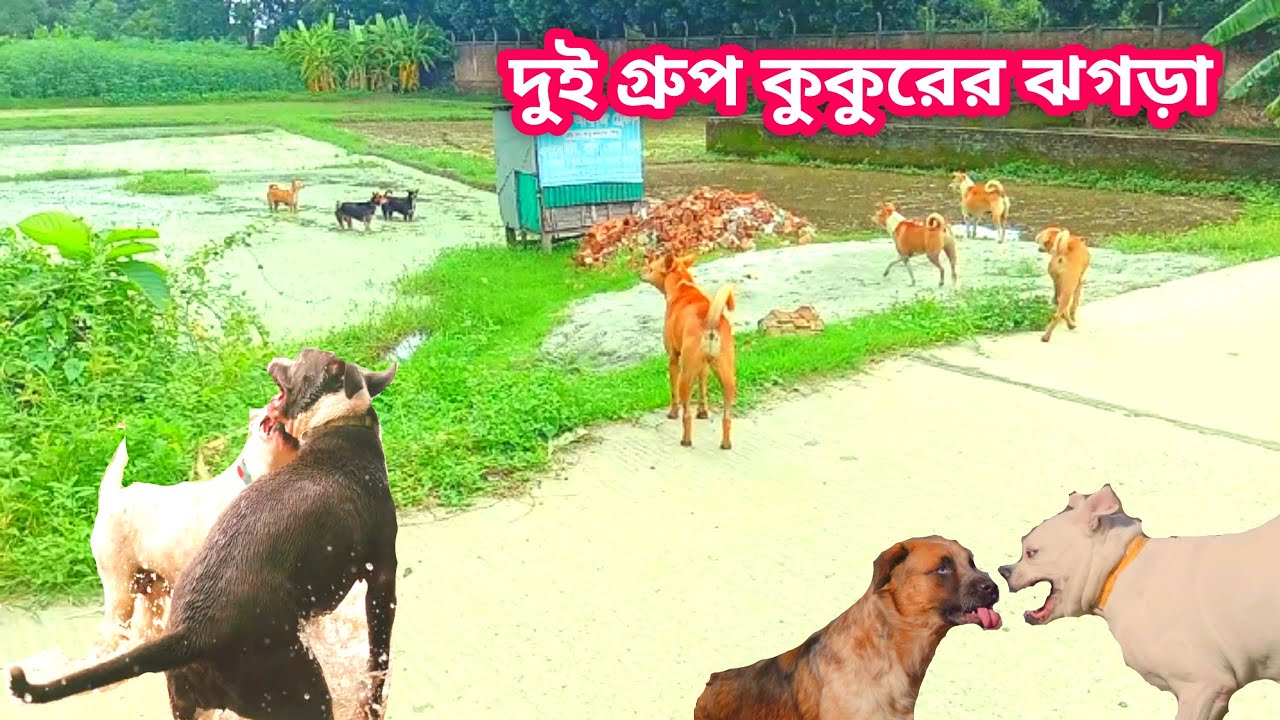 8 Dogs Barking Each Other - Dog Fighting ~ Group Of Dogs Barking Sound ...