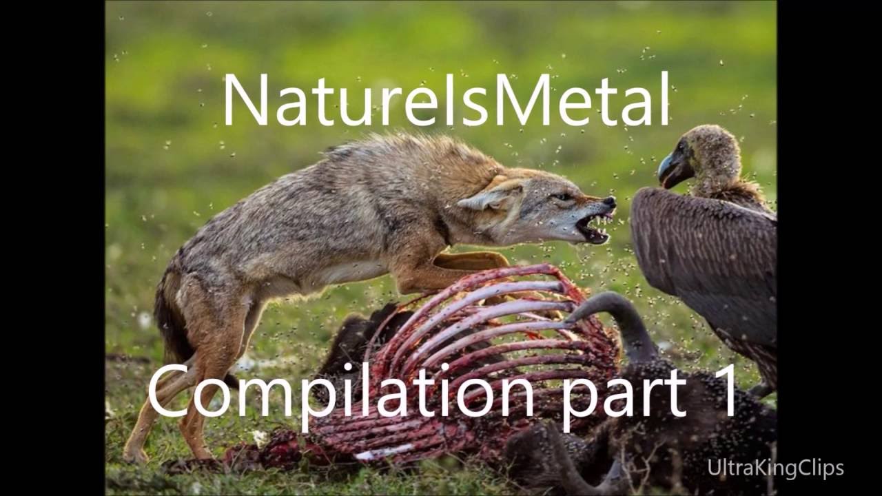 Nature Is Metal - crazy animal compilation - part 1 - YouTube