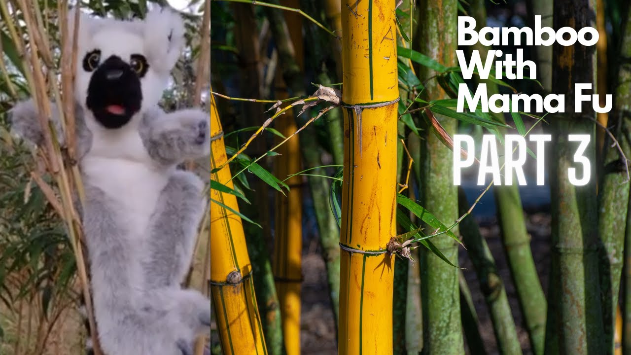 Bamboo Facts With Mama Fu Part 3 - YouTube