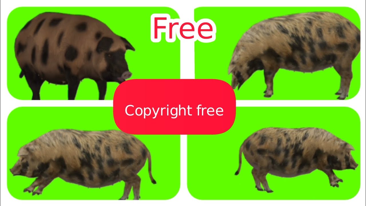 Piggy Green Screen Character|Copyright Free|Green Screen Animation ...