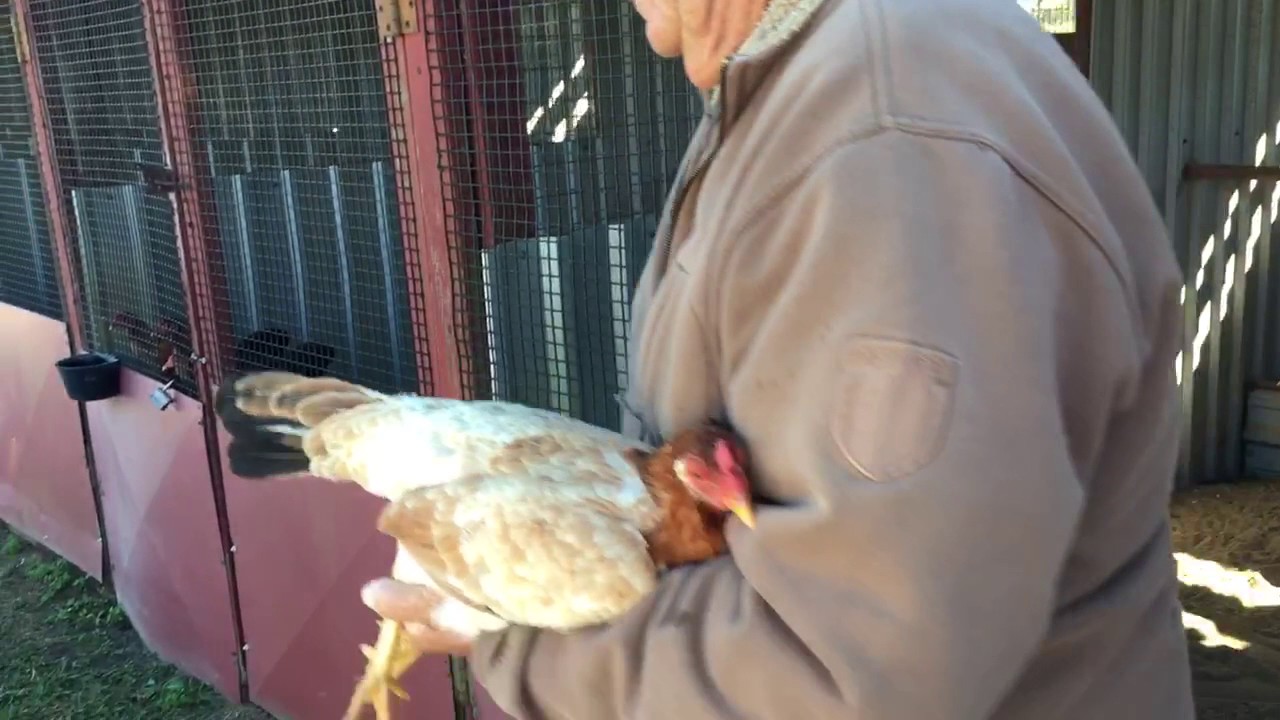 Larry Romero Sweater brood pullet hand selected - YouTube