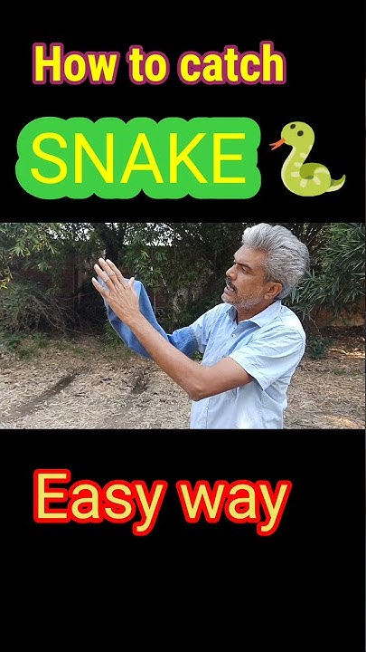 how to catch the snake in safe way सांप को कैसे पकड़े सुरक्षित तरीका # ...