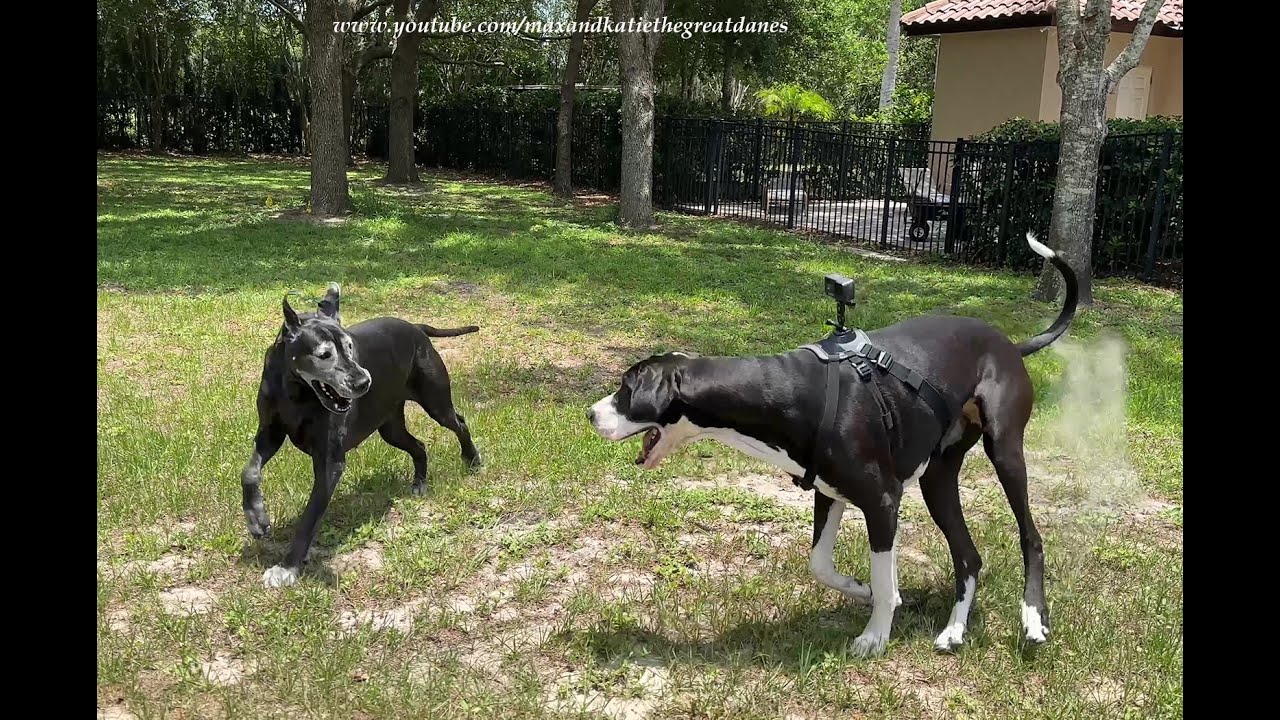 Playful Great Danes Have Fun Air Wrestling With GoPro Selfies - YouTube