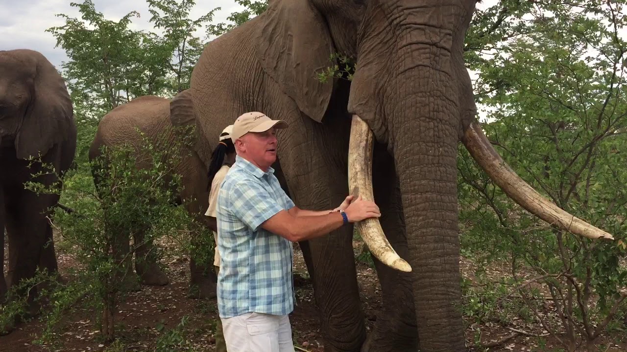 David meets an Elephant - YouTube