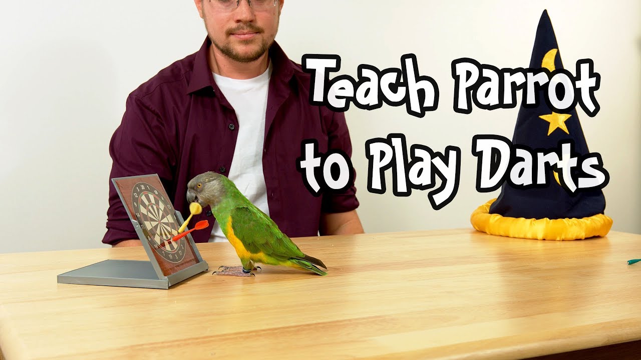 How to Teach Parrot to Play Darts - YouTube