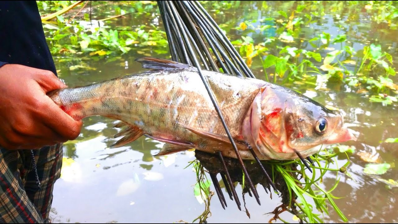 Old traditional fishing technique | primitive fishing techniques ...