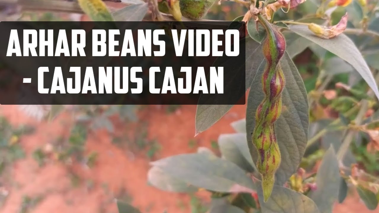 Arhar beans video | Pigeon pea | Tuvar beans video - YouTube