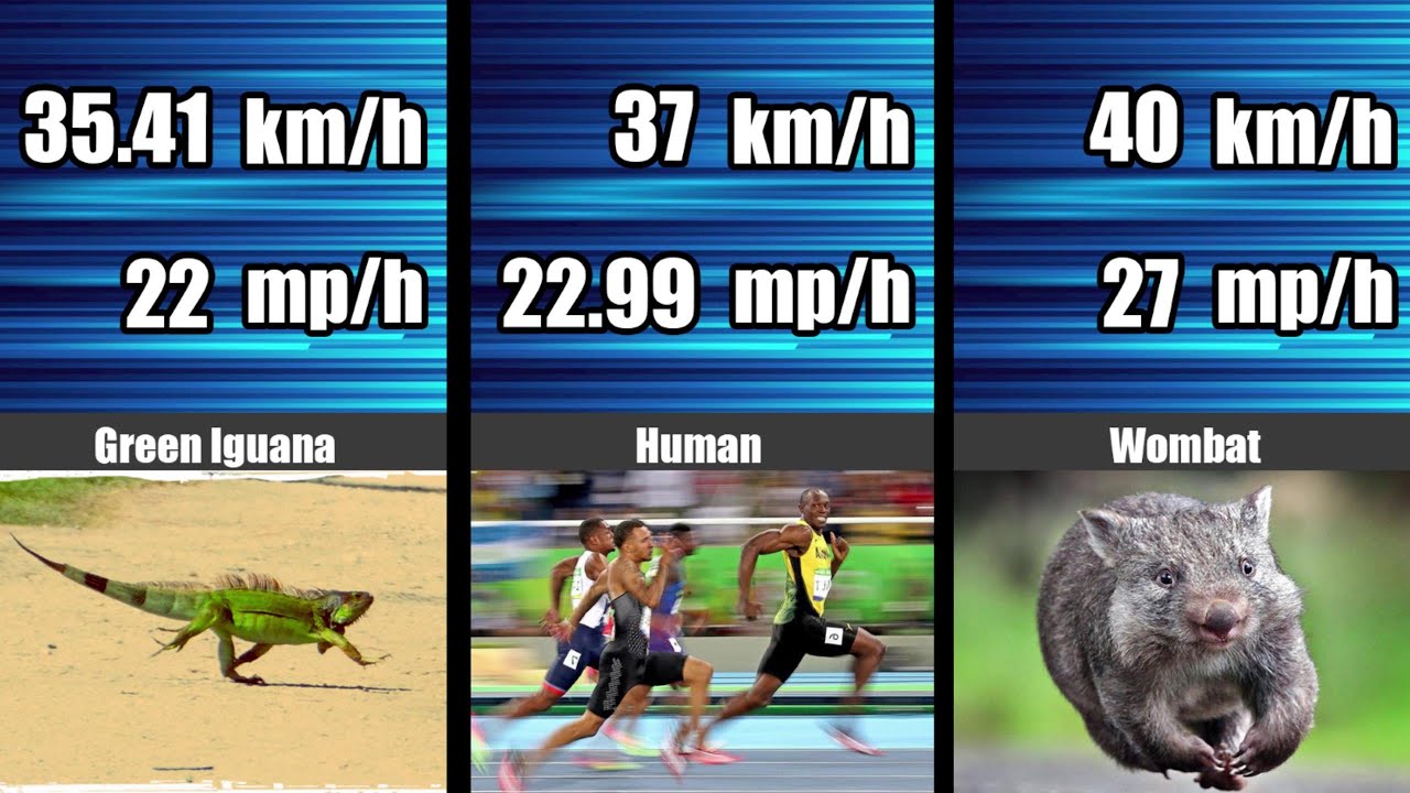 (4K) Which animals can you run past | The fastest animals | The fastest ...