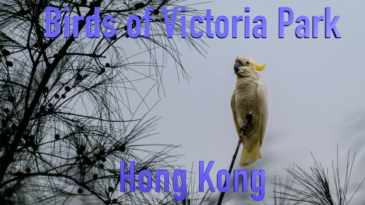 Birds in Victoria Park, Hong Kong - YouTube