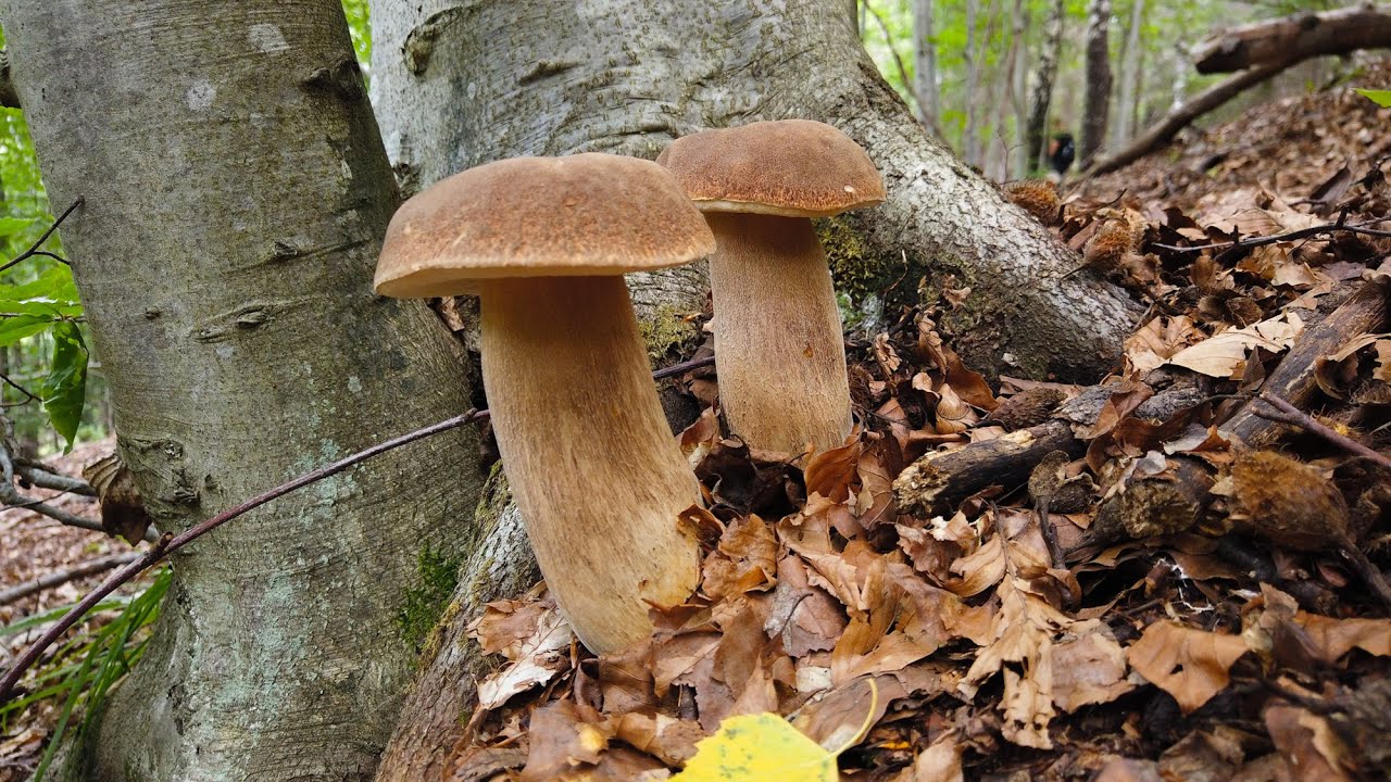 Hríby Huby 2021 - na hubách podarilo sa nájsť krásne dubáky 17.07 ...