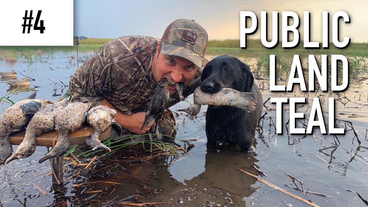 Blue Wing Teal Hunt: You Know When You’ve Reached Success! - YouTube
