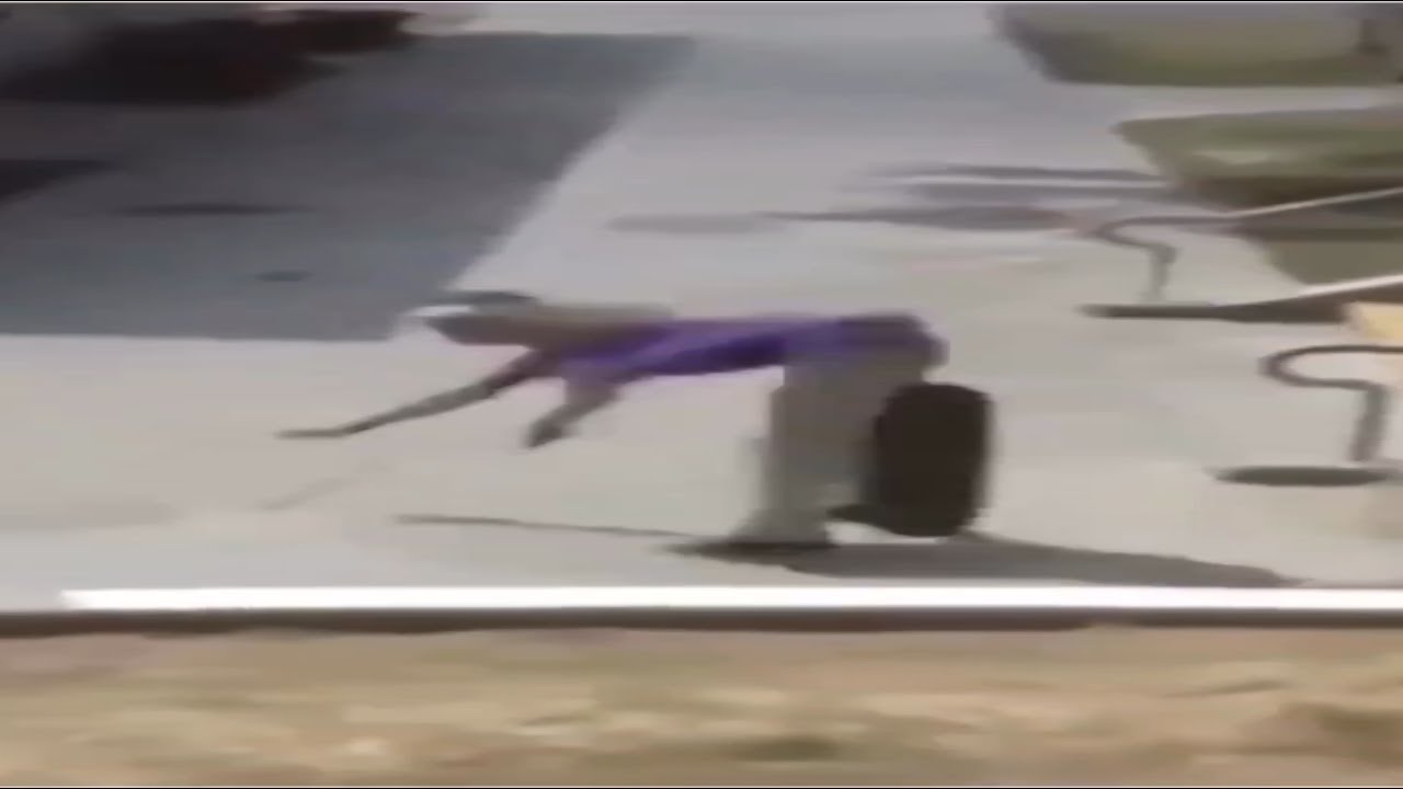 FRESHLY PRESSED MEME COMPILATION P8 - YouTube