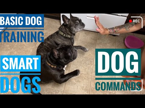 MY SMART DOGS | TRAINING MY DOGS WITH BASIC COMMANDS | FRENCH BULLDOGS ...