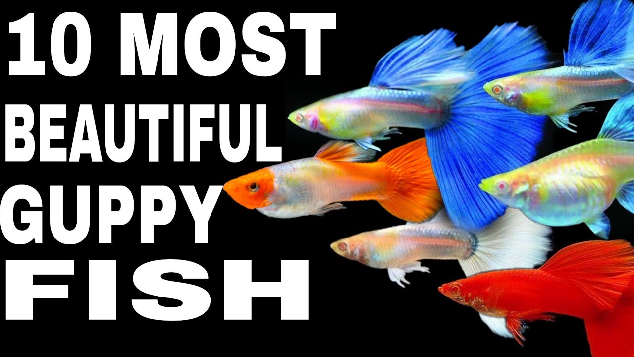 10 Most Beautiful Guppy Fish In The World - YouTube