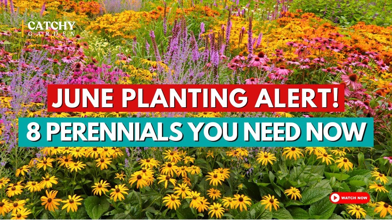 JUNE PLANTING ALERT! 8 PERENNIALS YOU NEED NOW 🌸🌱// #gardeningideas ...