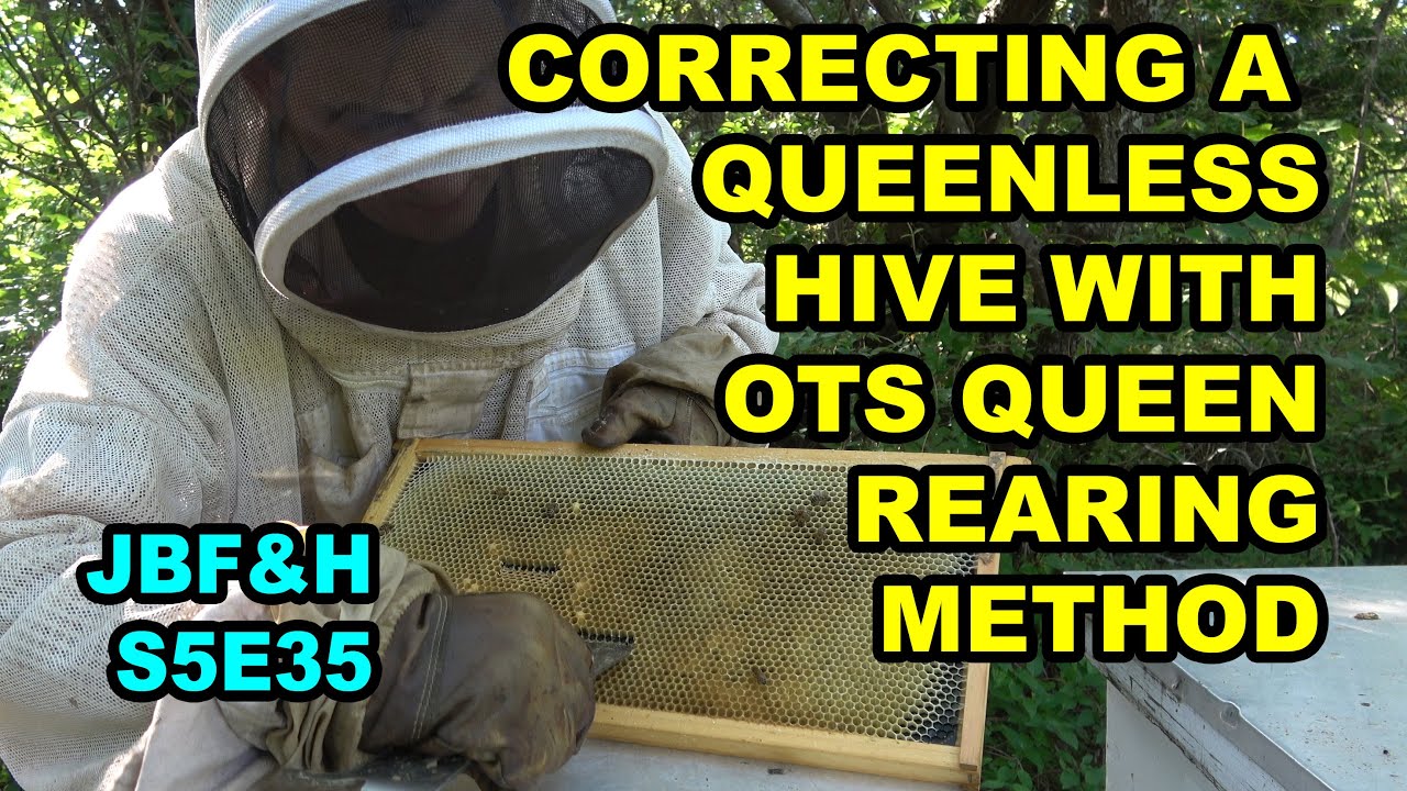 Correcting a queenless hive, Hive six, OTS queen rearing with a brood ...
