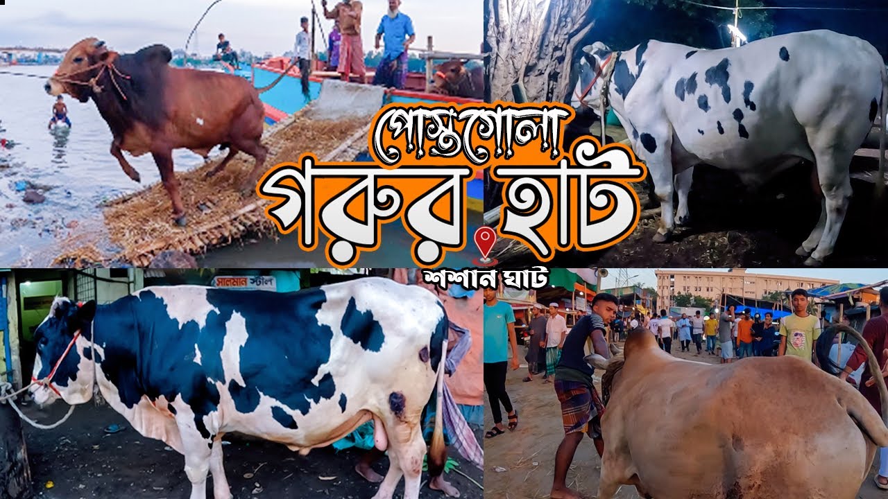 পোস্তগোলা শ্মশান ঘাট গরুর হাট ২০২৩ | Postogola Shoshan Ghat Gorur Haat ...
