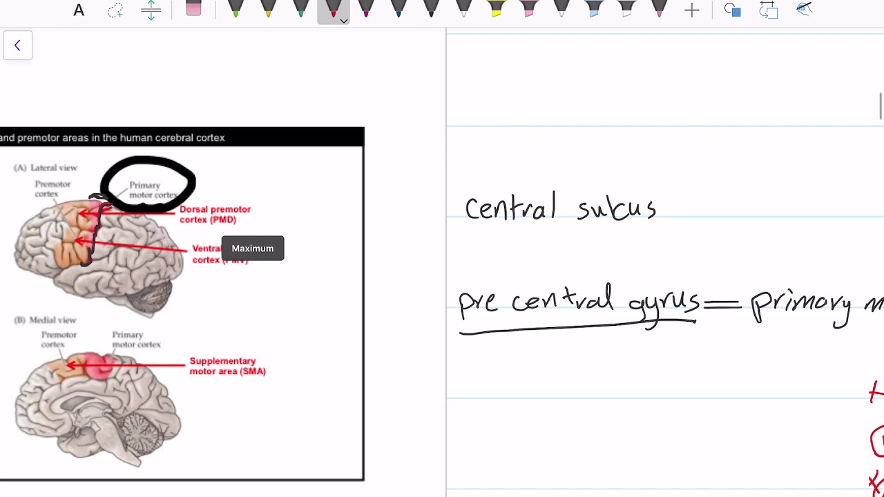 Primary motor cortex and premotor cortex - YouTube