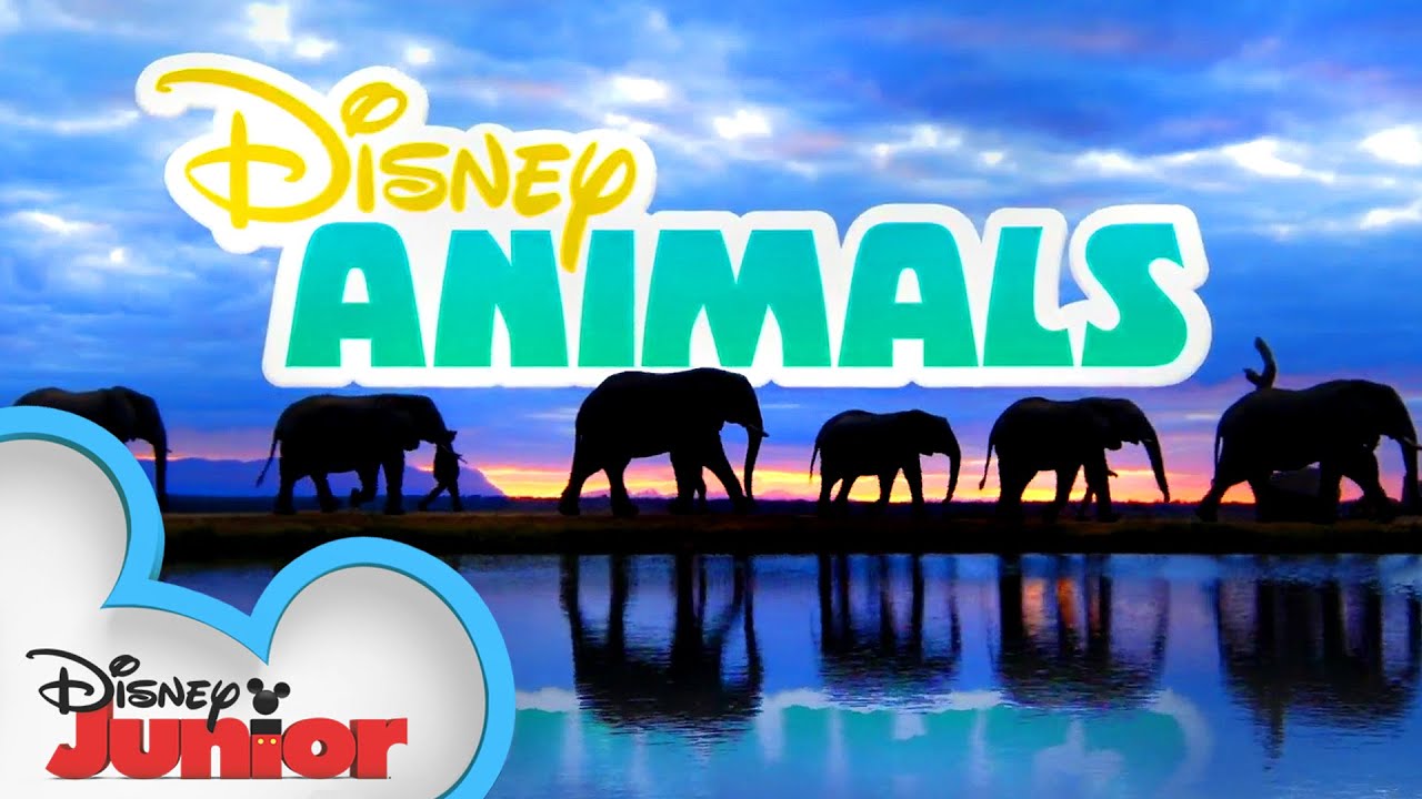 Disney Animals Trailer 🐊 | @disneyjr - YouTube