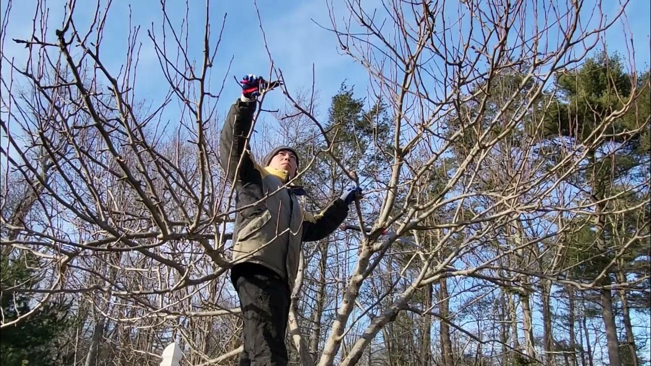 pruning pear tree - YouTube