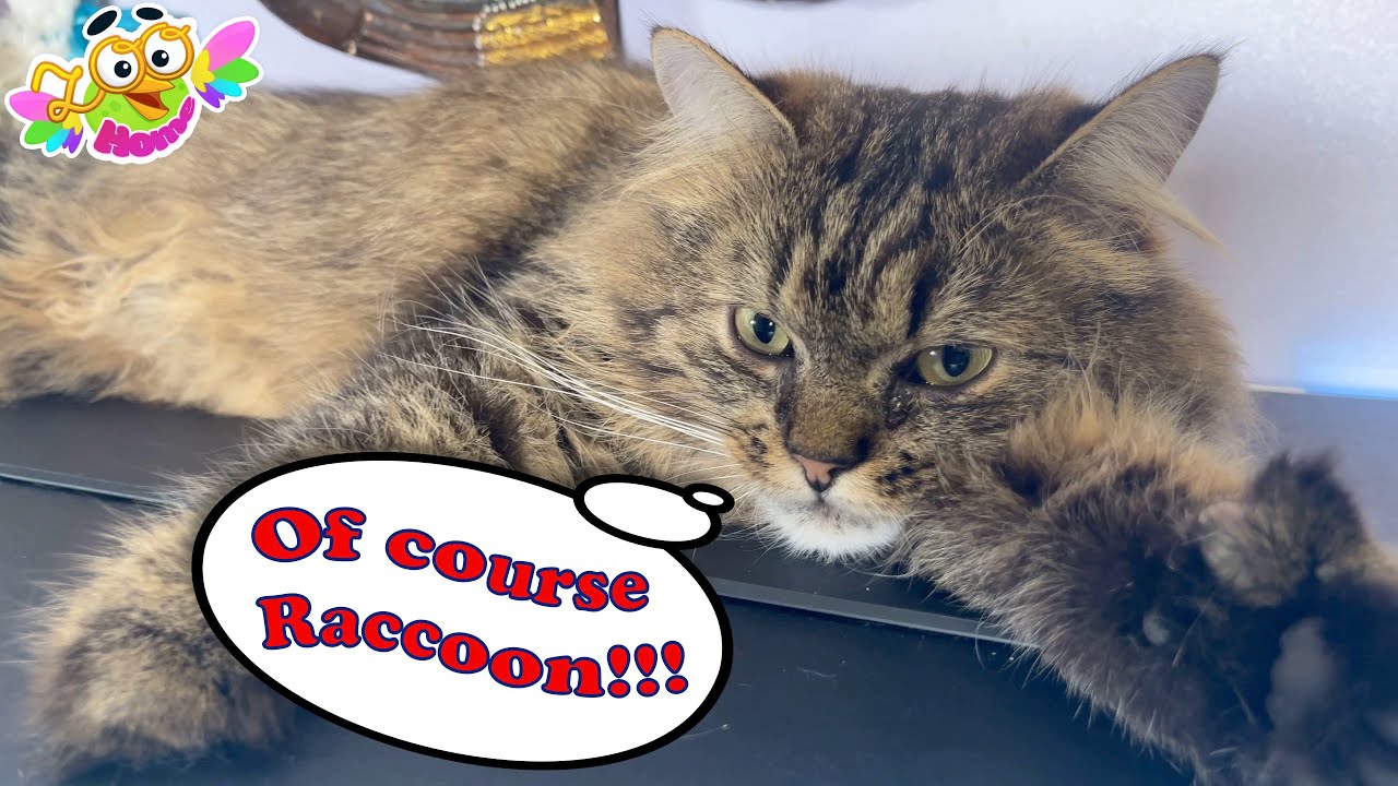 Who spilled dry cat food all over the kitchen? - YouTube