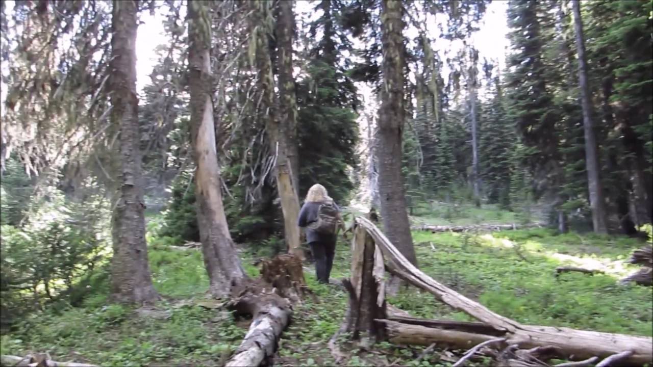 Paul Freeman Bigfoot Investigation Evidence - YouTube