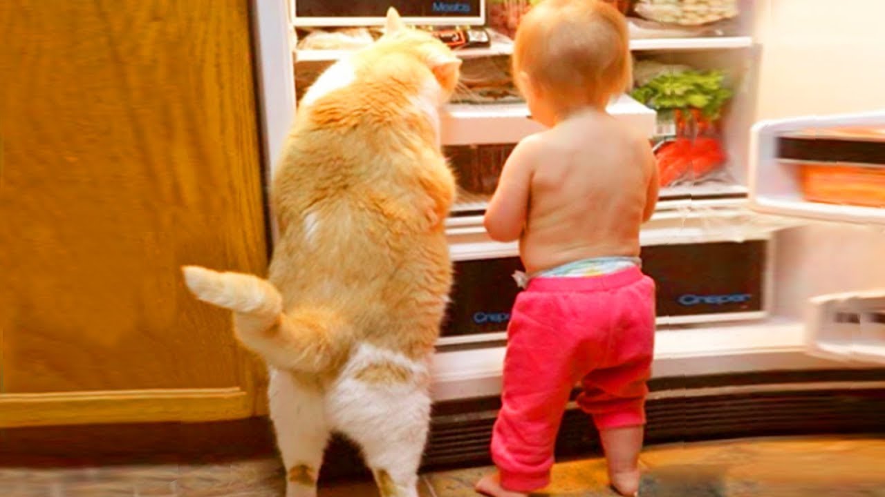 Ultimate Funny Baby Video Compilation – Try Not to Laugh Challenge ...