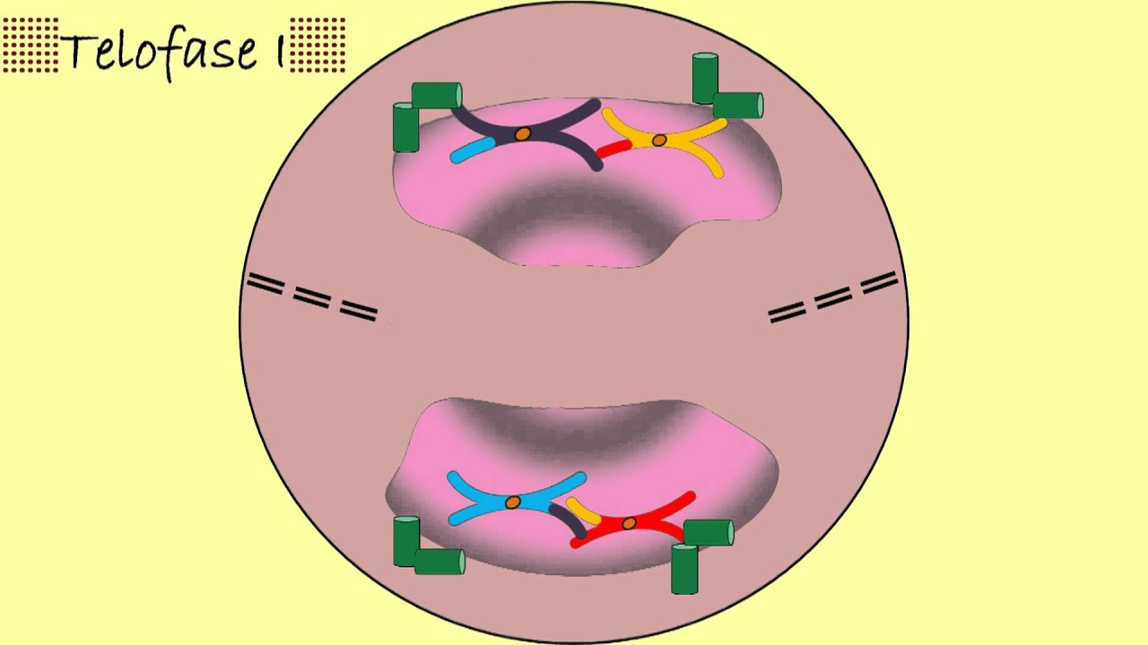 La Biología : Mitosis y meiosis