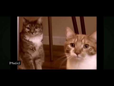 myilo the cat rvu,s(1) - YouTube