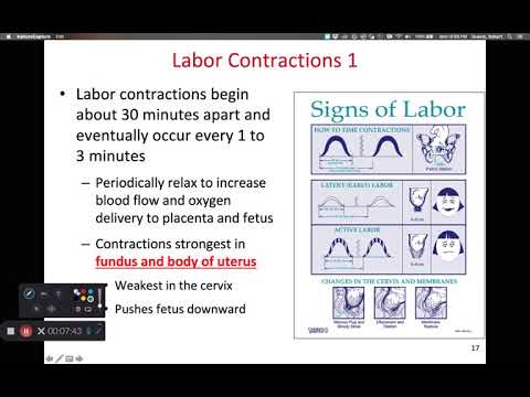 BIOL 314 Uterine Contractility & Labor Contractions (Ch 28 Part 9 ...