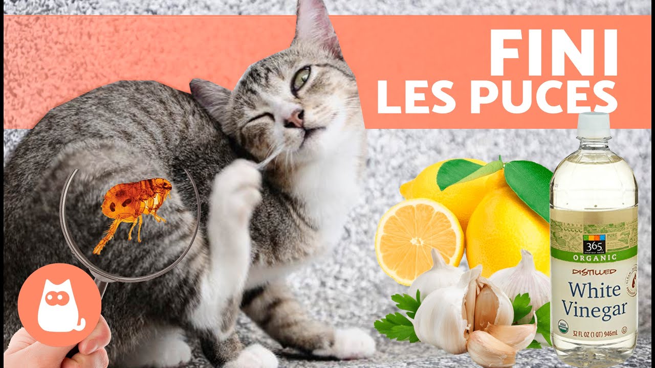 7 meilleurs REMÈDES MAISON contre les PUCES chez les CHATS 🐱🐜 - YouTube