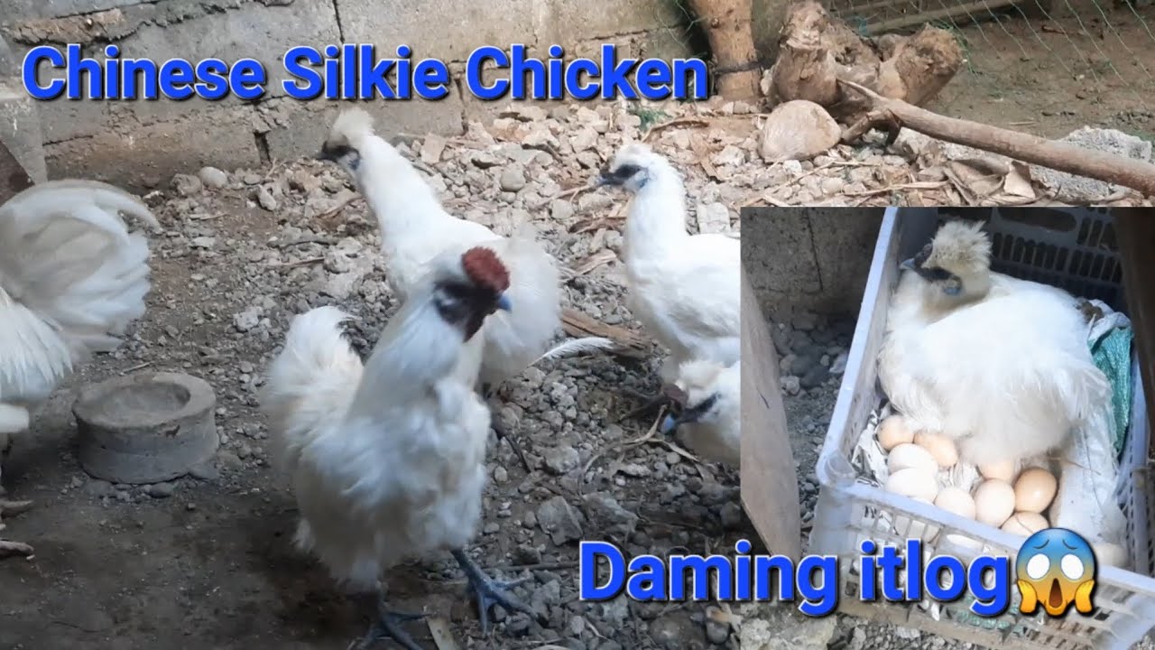 Chicken Farming: Chinese Silkie Chicken. Gaano kalakas mangitlog ...
