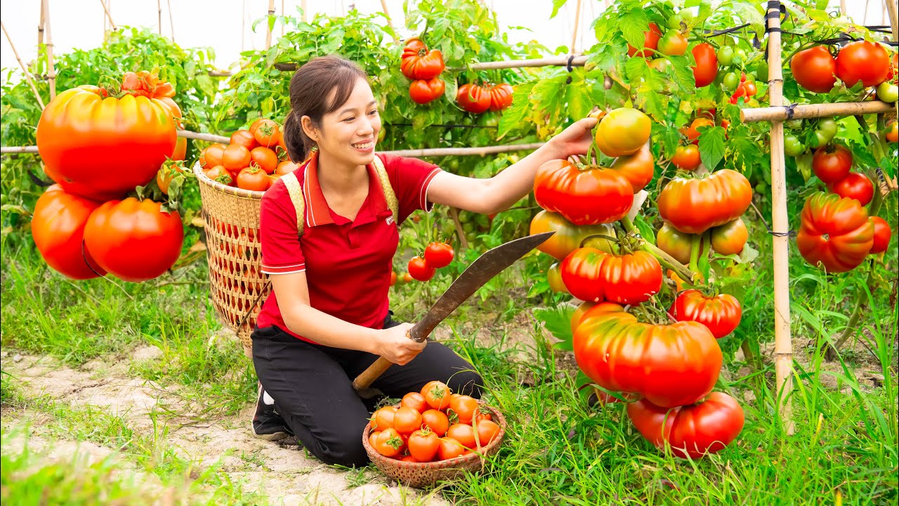 Harvest Ripe Tomatoes Go to the market sell - Cook meat with Tomato ...