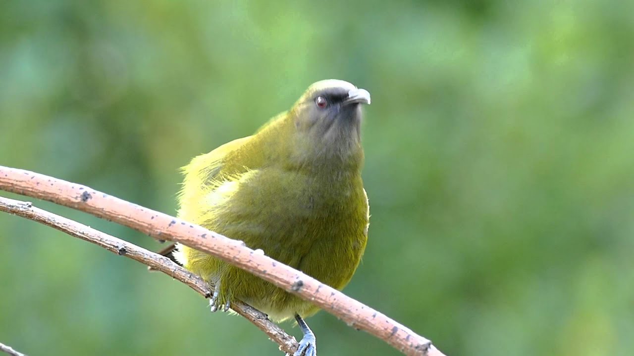 Up Close and Personal - Bellbird Song - YouTube