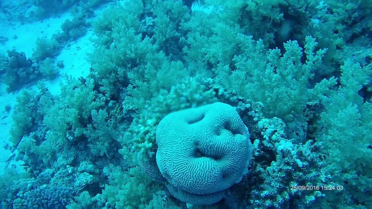 Scuba Diving on Dangerous Reef - YouTube