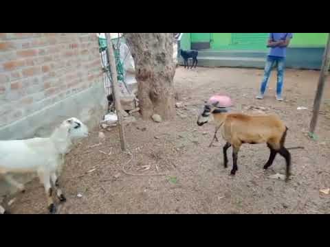 baby sheep playing time kida keda