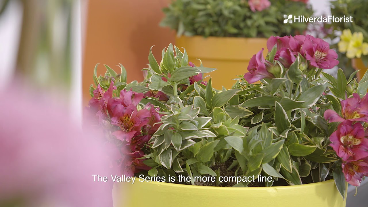 Garden Alstroemeria introduction 2021 - HilverdaFlorist - YouTube