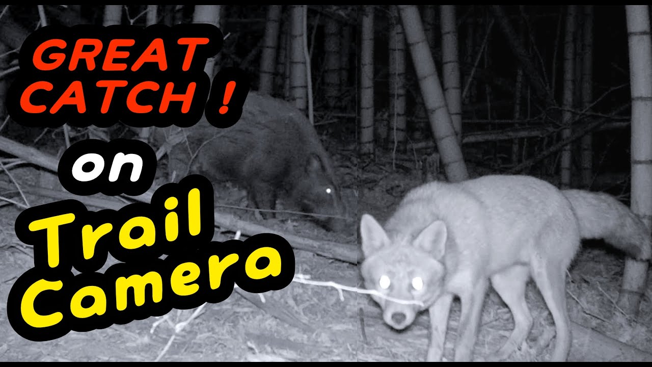 Trail Camera Catches a Japanese Red Fox! - YouTube