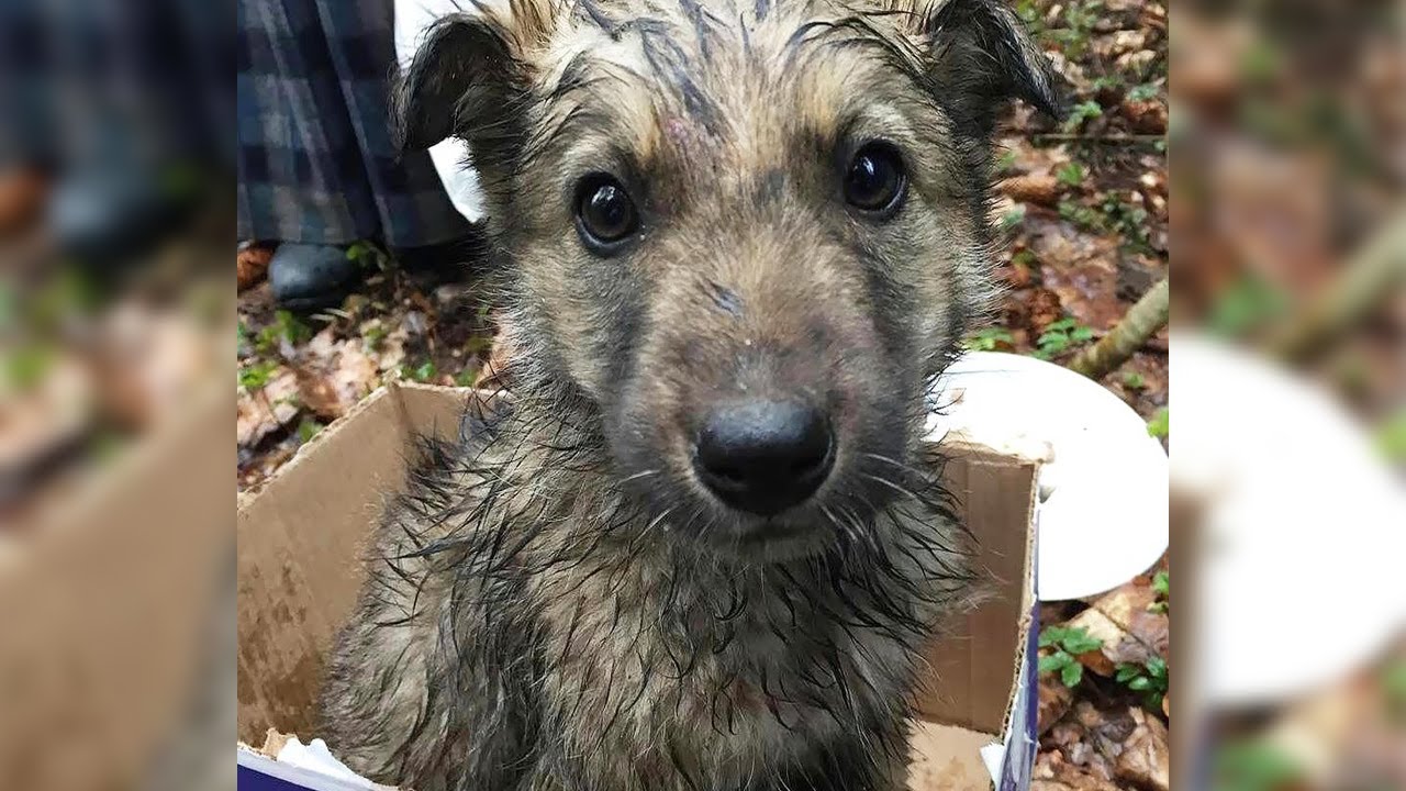 Abandoned puppy shivering in the rain in a cardboard box and ...