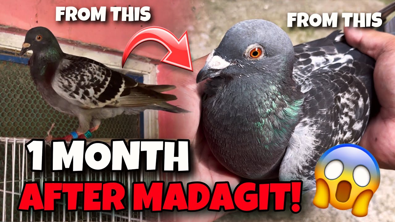 KALAPATING DATING NETOY NGAYON MESTISO NA 😅 - YouTube