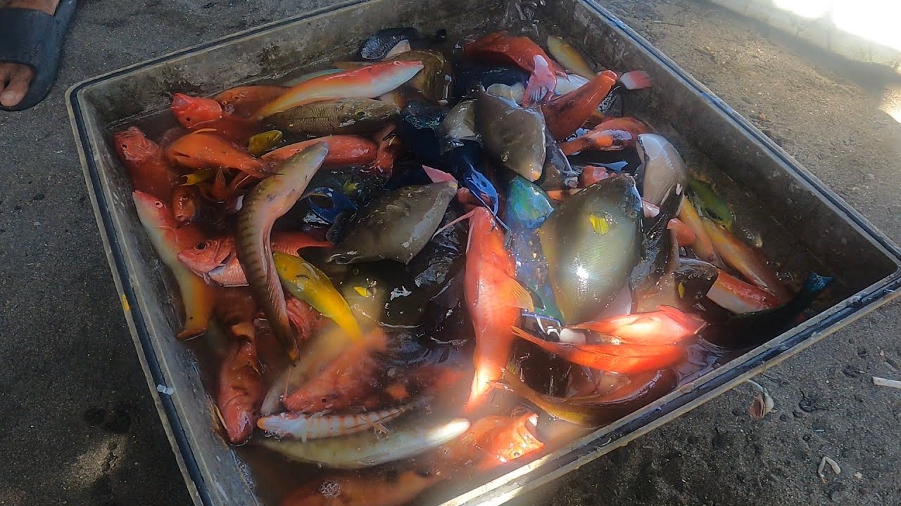 ANG DAMING PAPAKOL( POGOT) SA BAIT AND WAIT - YouTube