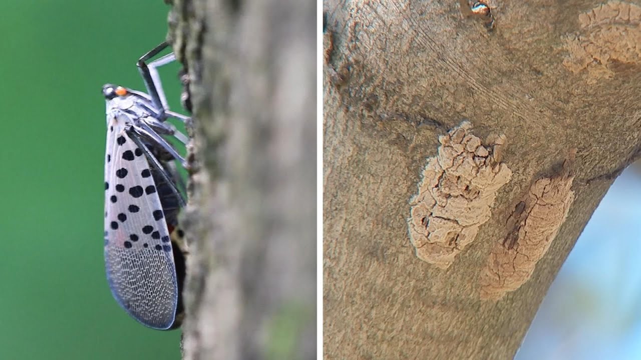 Spotted lanternflies will hatch earlier this year, experts say - YouTube