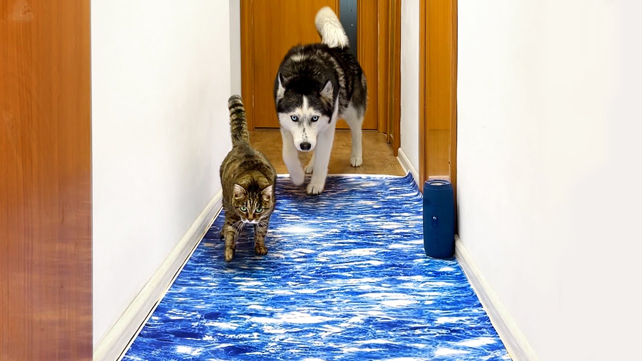 Will Dogs And Cats Believe in Fake Water? Funny Reacts Husky Puppy ...