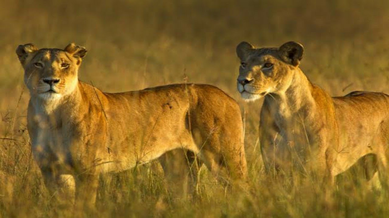Amazing Wild Animals life style video #wildanimal #animalkingdom - YouTube